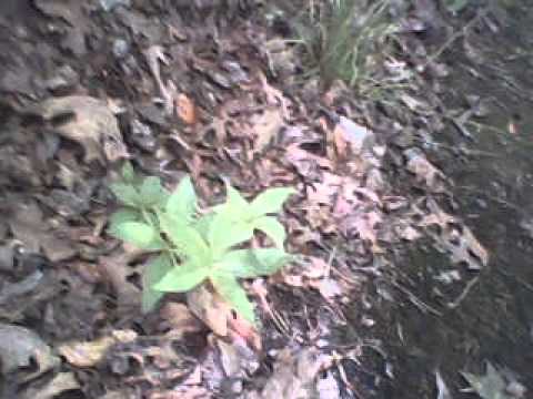 Star root :-) - YouTube