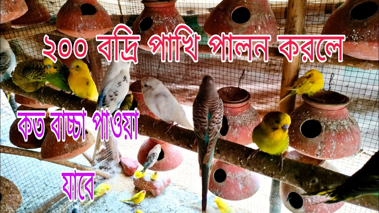 ২০০ বদ্রি পাখি পালন,How many babies can be obtained if 200 Badri birds ...