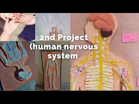 2nd Project 🧠vlog#6| human Nervous system 3d model | 🧠🎓 #vlog # ...
