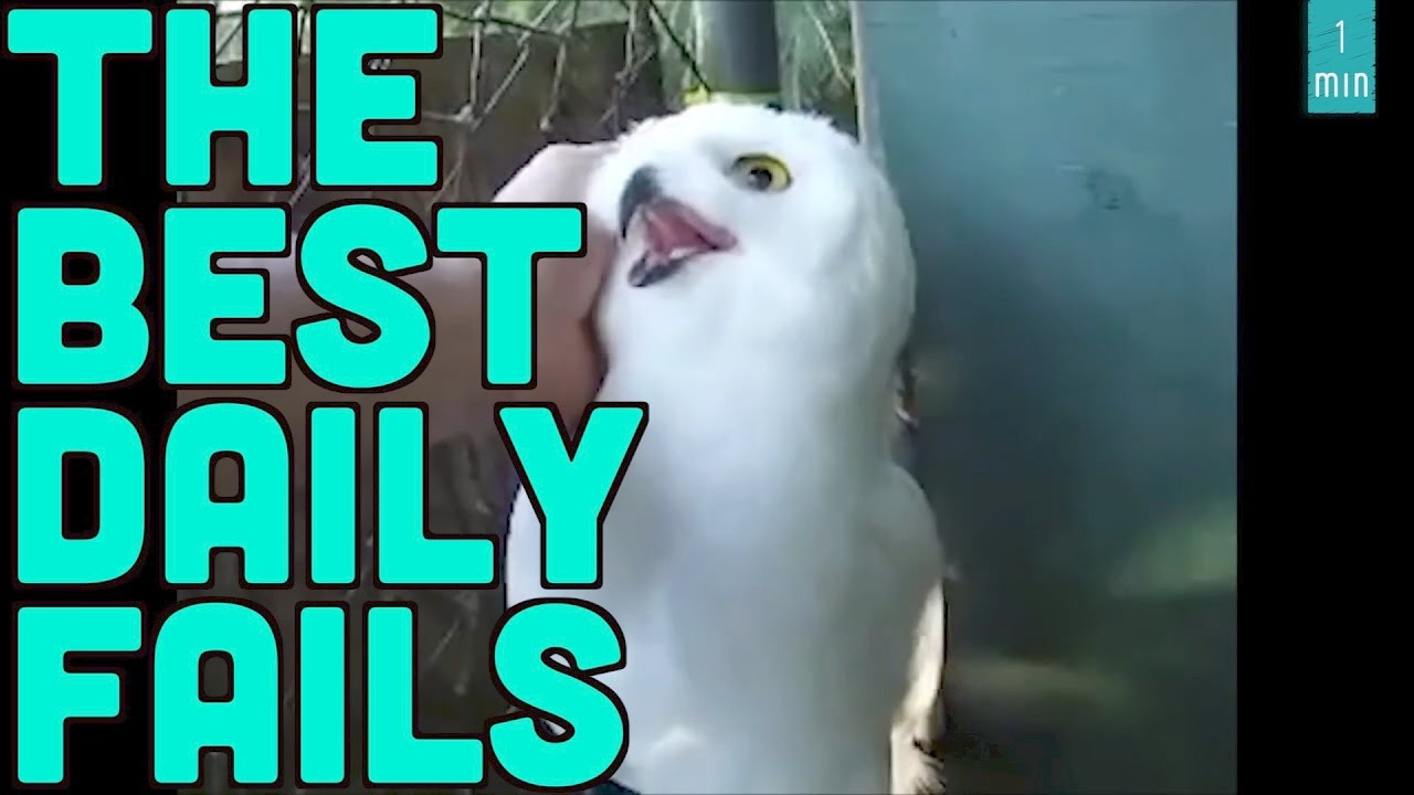 THE BEST DAILY FAIL COMPILATION 305 - YouTube