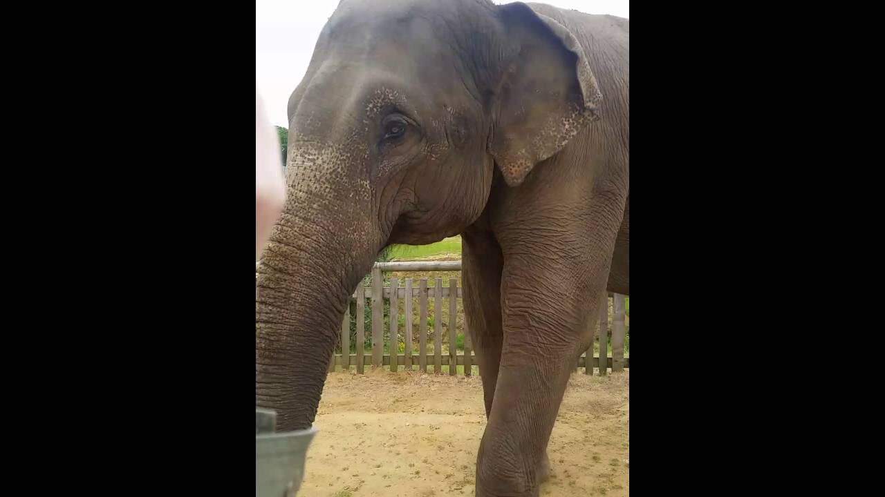 Petting an elephant - YouTube