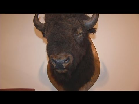 MTM Hidden History: Bison display at Western Heritage Center - YouTube