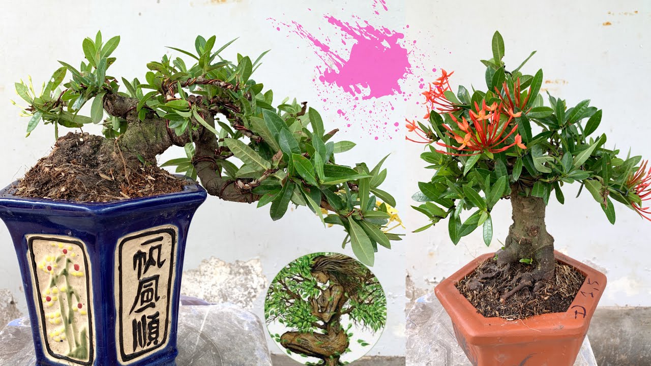 Bông Trang Mini Bonsai Báo giá ngày 11/01 - YouTube