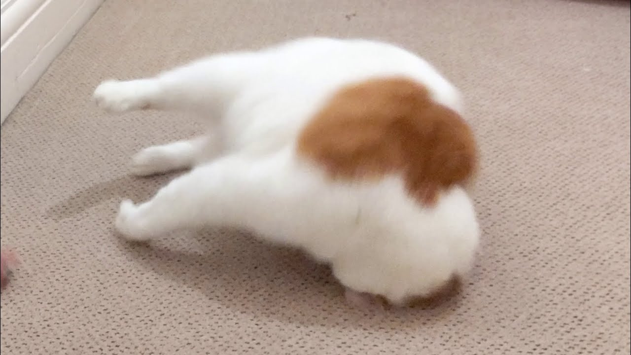 Cat In Costume Falling Over