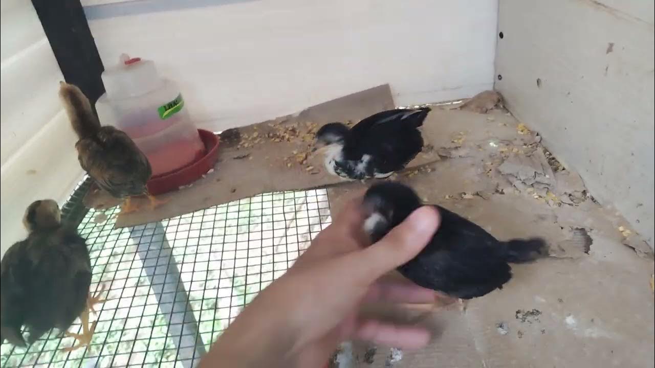 Pollitos Finos - YouTube