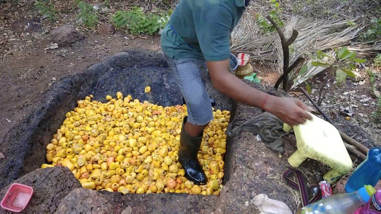 MAKING CASHEW HURAK AND FENNY IN PERNEM(GOA) Stage-1 - YouTube