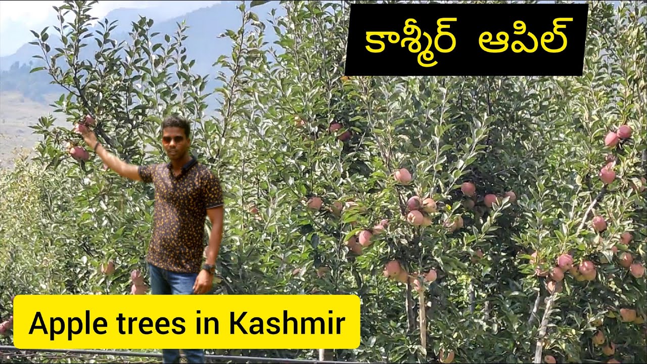 Ladhak Trip||Apple Trees in Kashmir||Sonamarg||Mintu@telugu # ...
