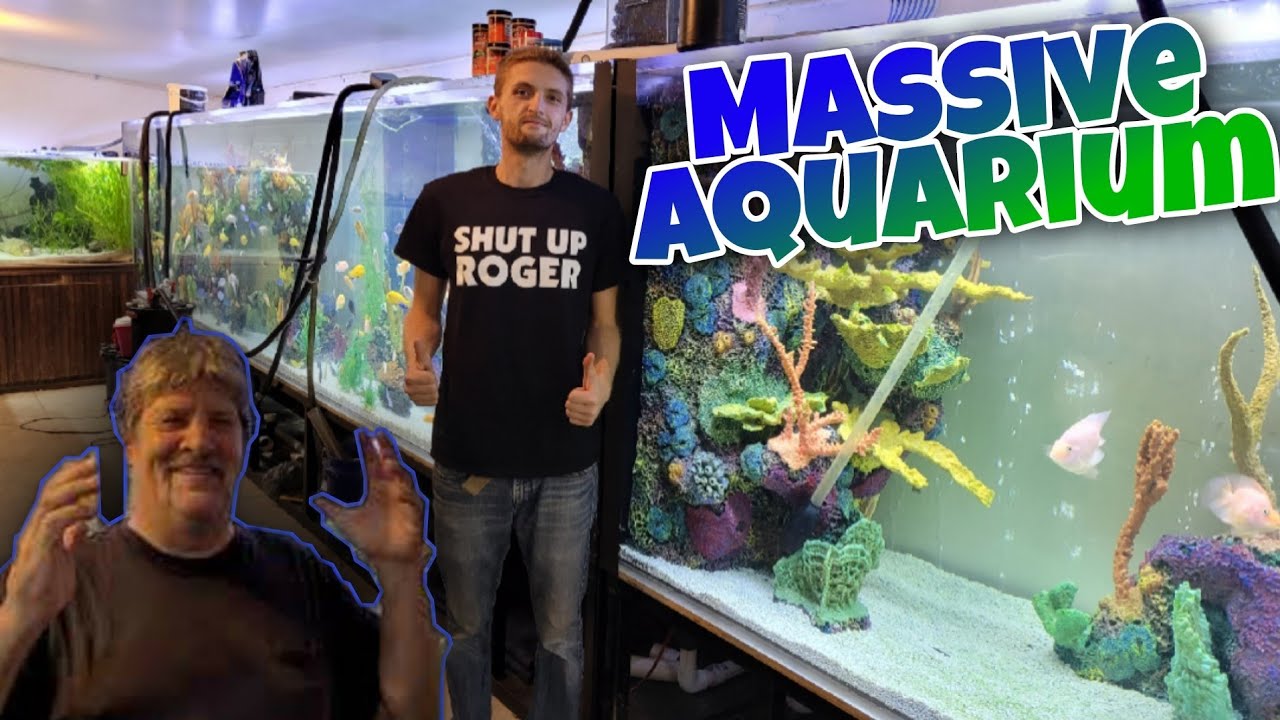20 Foot Long Aquarium Projects Come Back to Life - YouTube