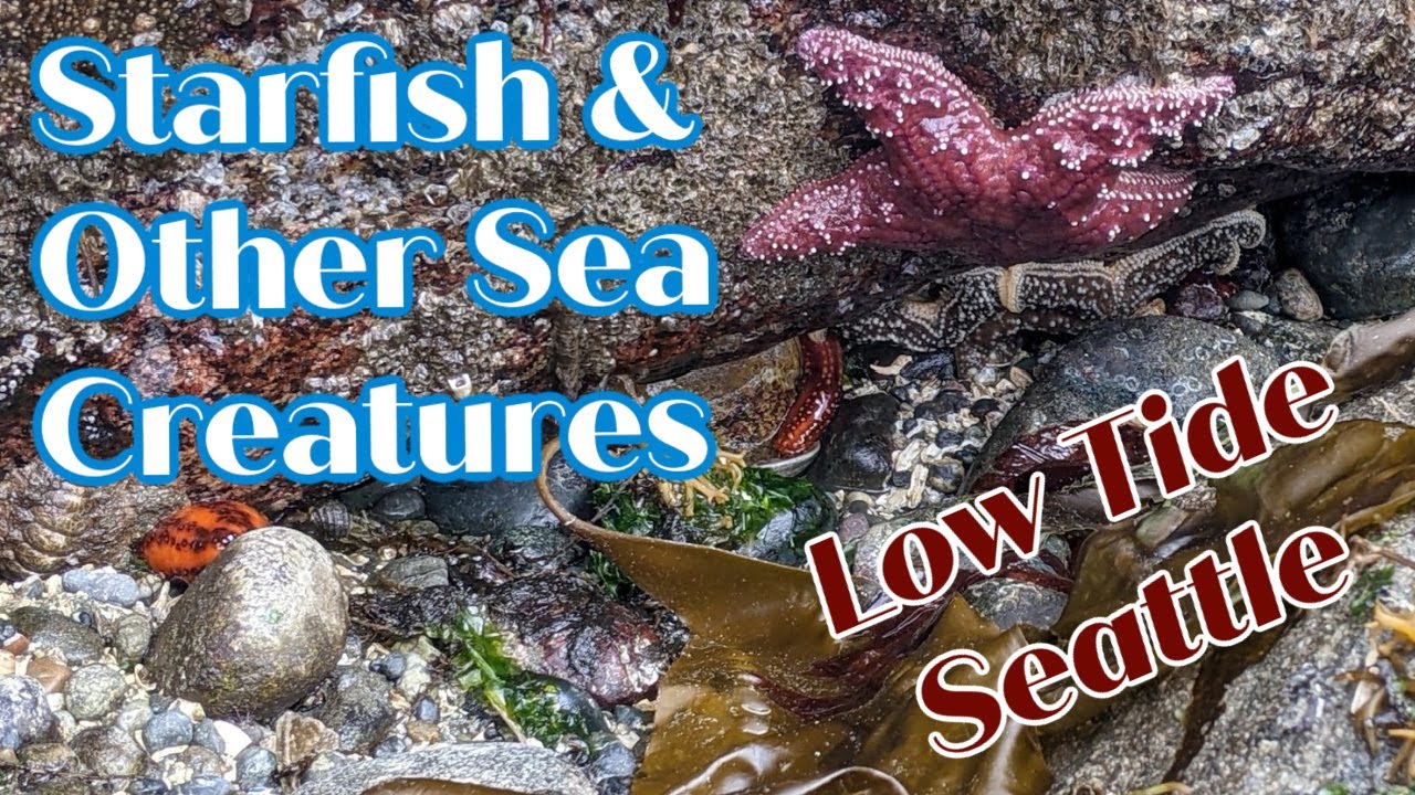 Starfish and other Sea Creatures - Low Tide Seattle - YouTube