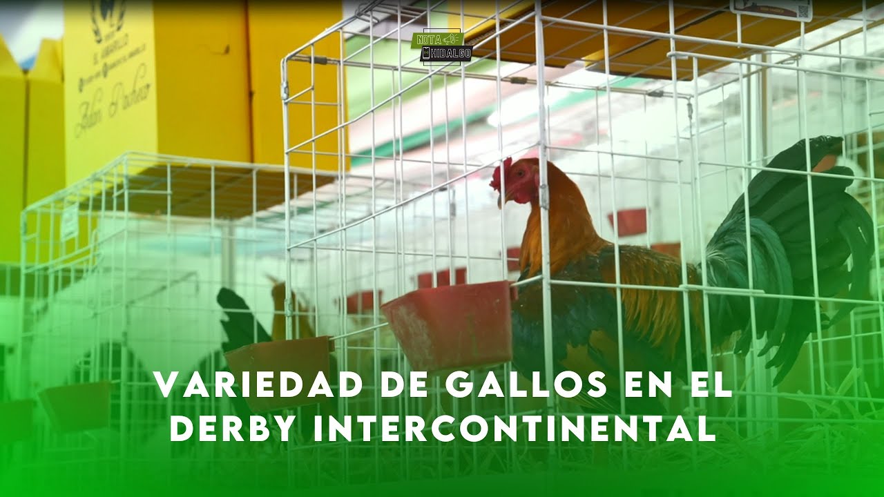 Calidad de gallos en el Derby Intercontinental - YouTube