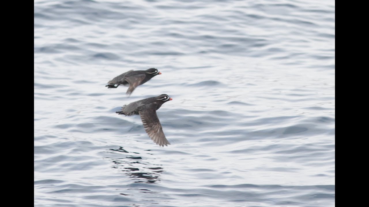 Dutch Harbor High Lonesome BirdTours - YouTube