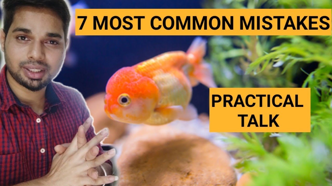 Why Goldfish Die Quickly || Goldfish Care || 7 Reasons Why Goldfish Die ...