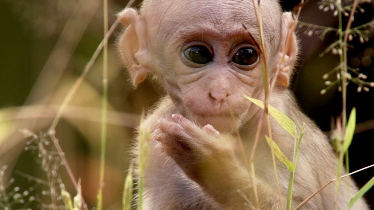 Baby Macaque Social Skills Tested by Violent Elder | Growing Up Wild ...