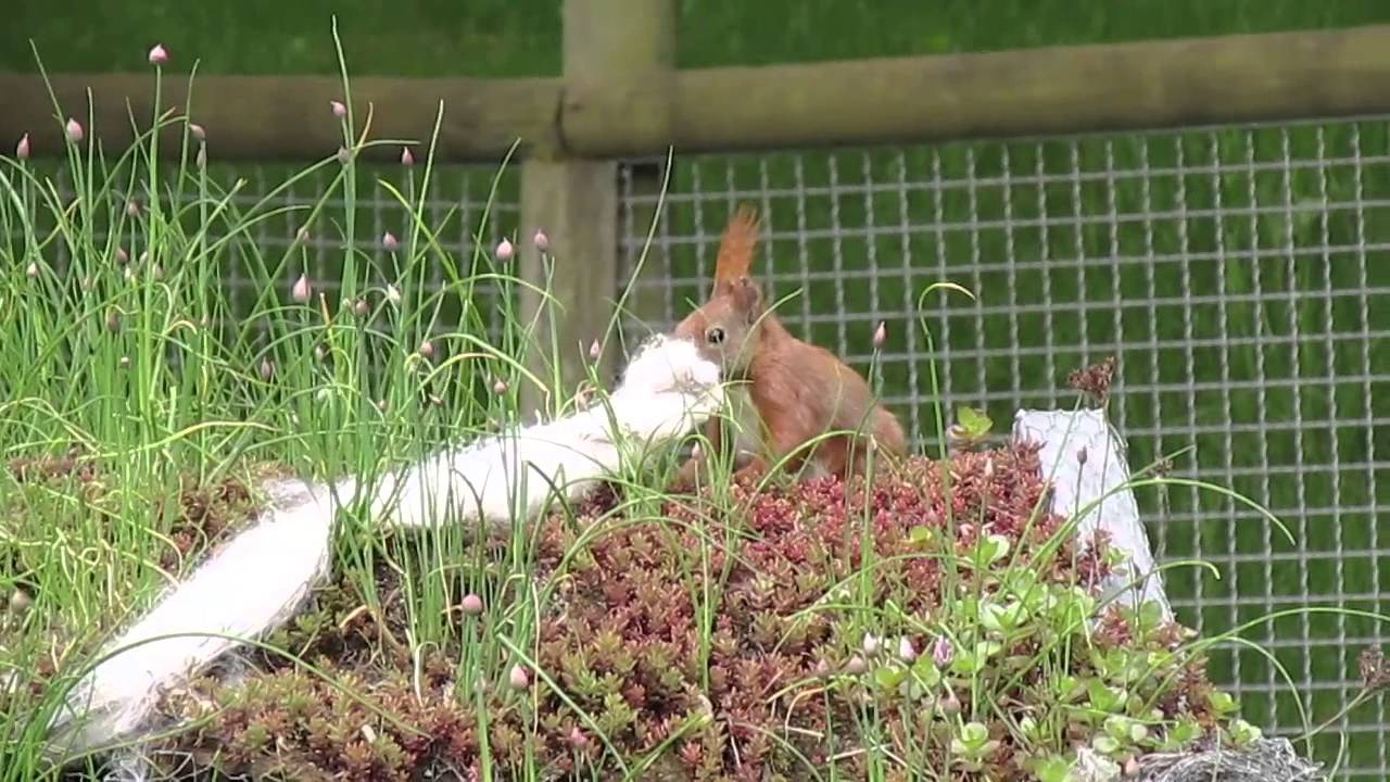 Squirrel with a ... beard - YouTube