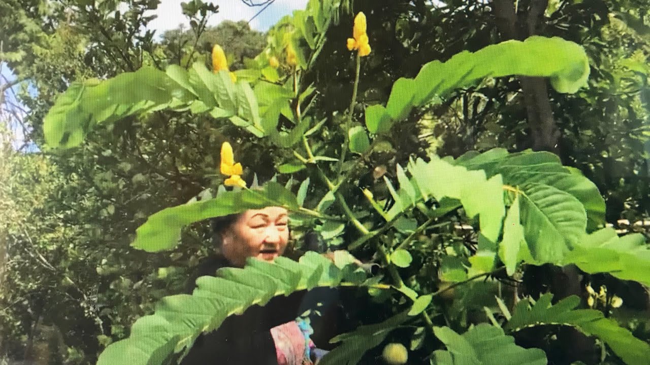 HMONG NATURAL MEDICINE: The Most Hmong Herbals in Wimauma, Florida Aug ...