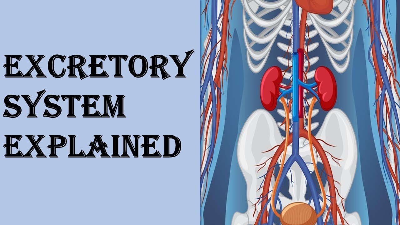 How Your Excretory System Works - Life Processes Explained in Biology# ...