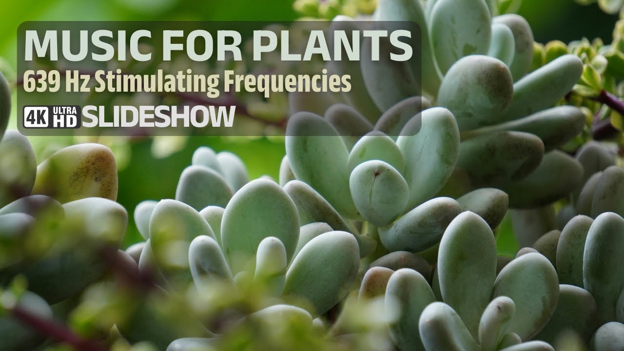Music to Make Plants Grow Faster 🚀 639 Hz Stimulating Frequencies 12 ...