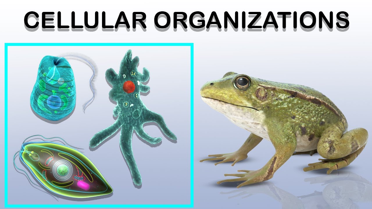 Cellular organization| Unicellular, Multicellular and colonial type ...