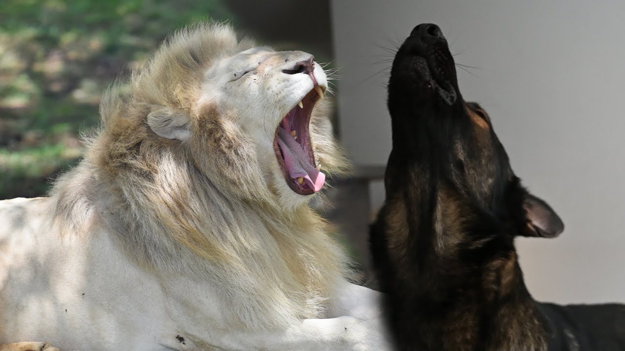 Lions roaring sounds and my dog reaction - YouTube