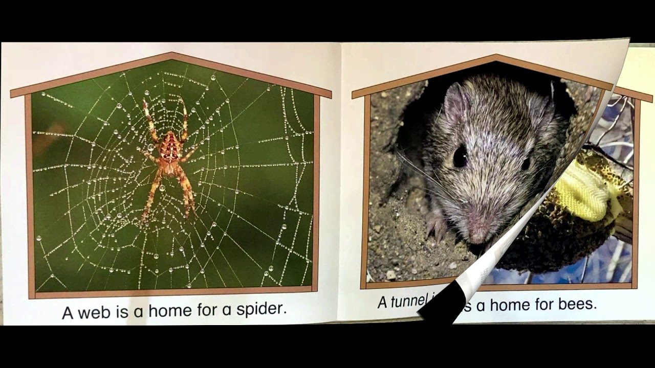 Animal Homes | Read Aloud - YouTube