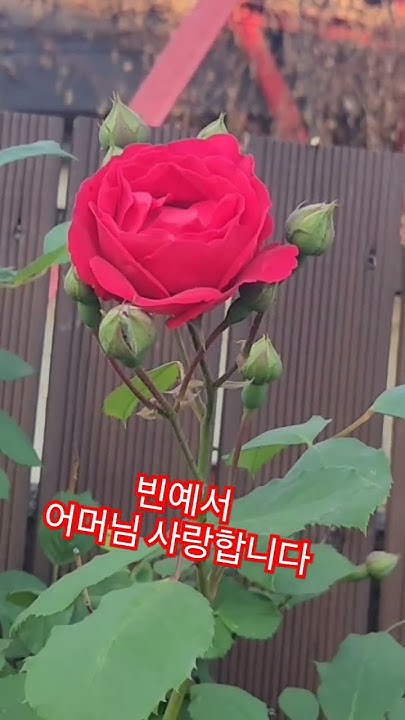 ๐น๋น์์ ์ด๋จธ๋ ์ฌ๋ํฉ๋๋ค๐น ํธ๋กํธ ๊ฐ์ฑ์ฒ์ฌ ํธ๋กฏ ์์๊ณต์ฃผ ๋ฏธ์คํธ๋กฏ3 ์๋ ์ง๊ณต์ฃผ๋ ํธ๋กฏ๊ฐ์ ์ด๋ฆฐ๊ฐ์์์ ๊ตญ๋ฏผ์ฌ๋์ ๋ค์กํ
๋ผ์ค ์ค๋ฒ์ฐ๊ธฐ์ Youtube