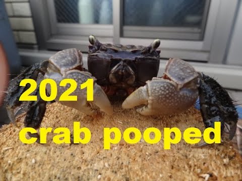 2021 crab poop. crab pooped. crab poo. crab butt. - YouTube