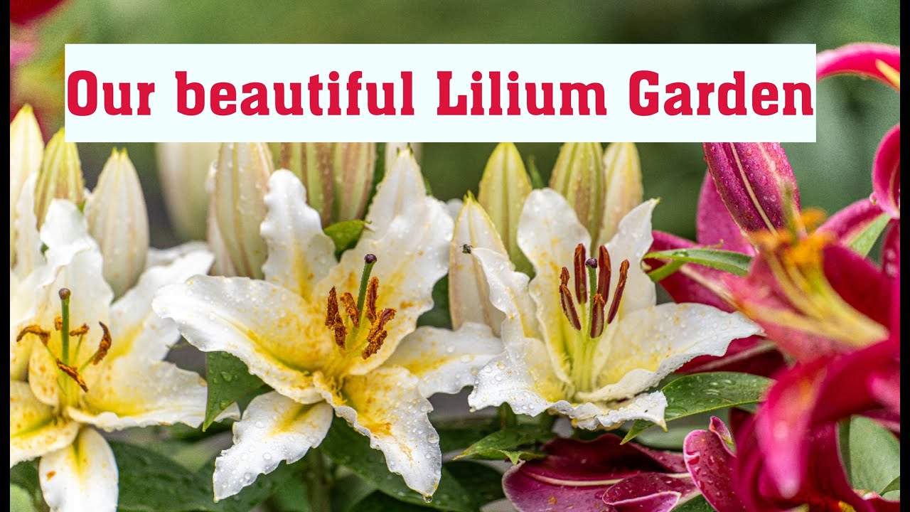 A highlight clip of our beautiful Lilium and Roses garden | July 2023 ...