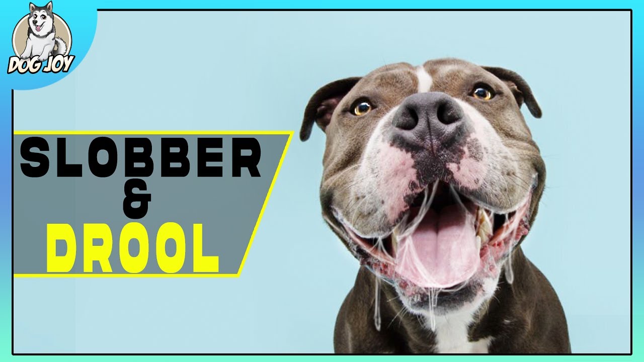 Slobber Alert: The Most Drooling Dog Breeds Revealed - YouTube