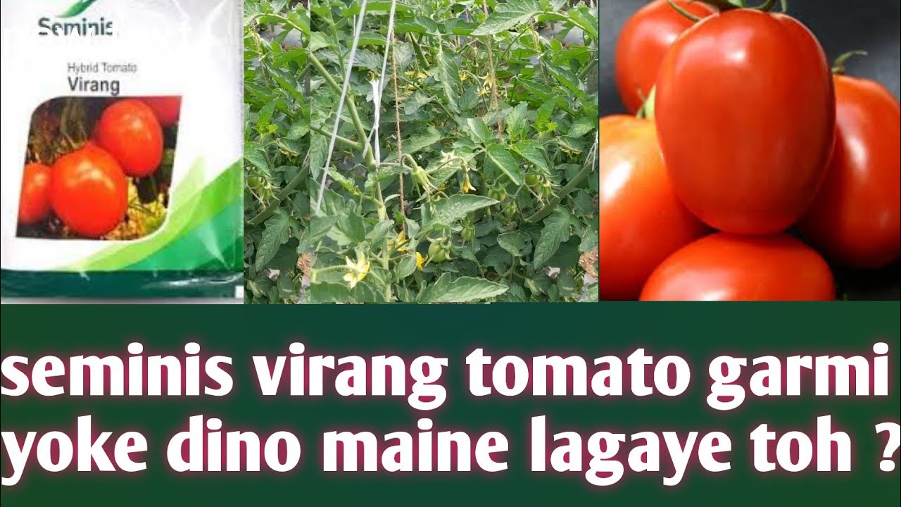 seminis virang tomato summer maine laga sakte ho? - YouTube