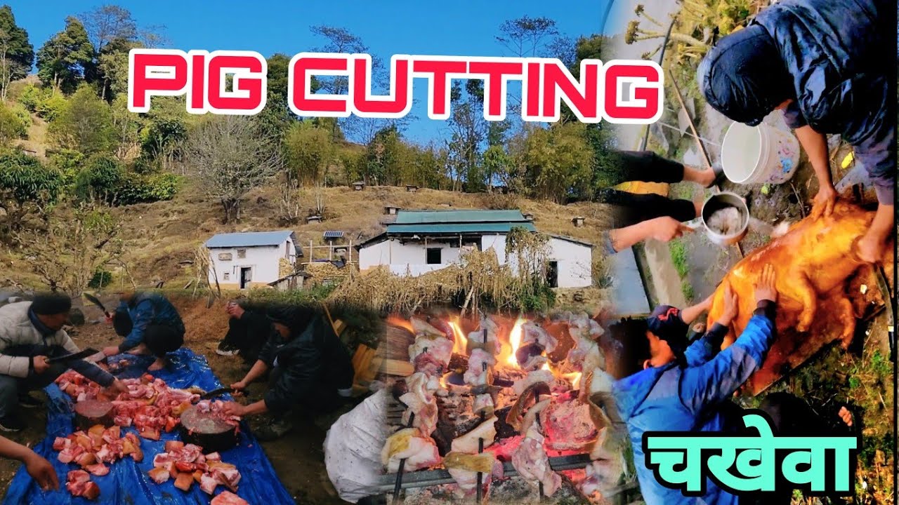 Pig Cutting And Clearing In Nepali Village Pig Cutting,CookingAnd ...