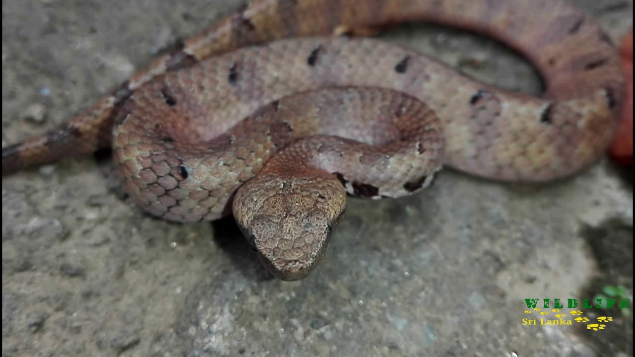 How to identify Hump Nosed Pit Vipers - YouTube