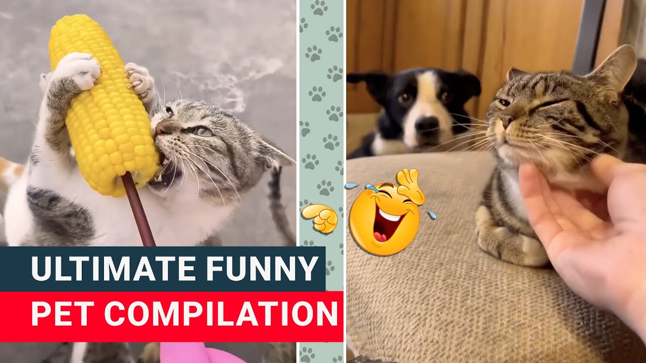 Ultimate Funny Pet Compilation | Dogs & Cats Being Silly 🐶🐱 - YouTube
