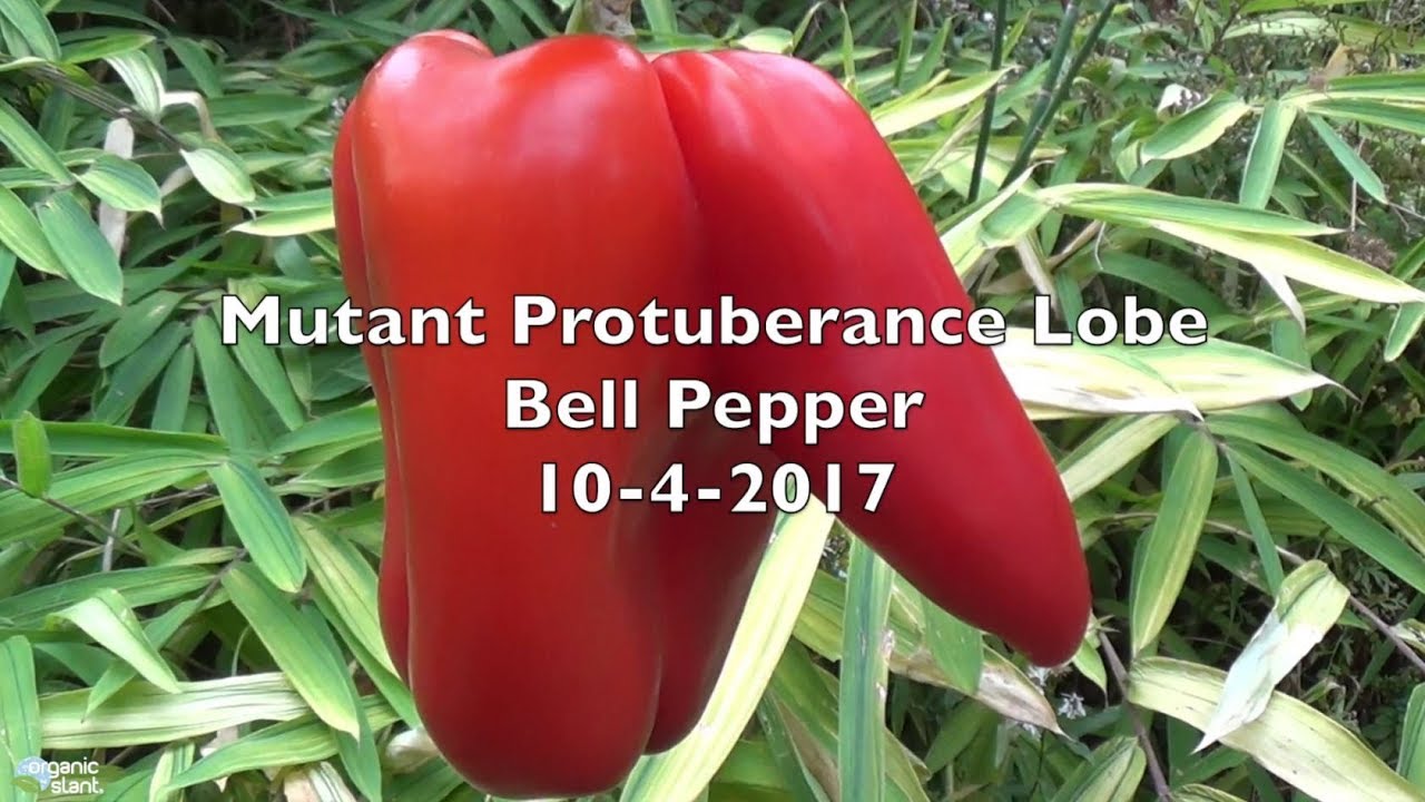 Mutant Protuberance Lobe Bell Pepper 10-4-2017 | Organic Slant - YouTube