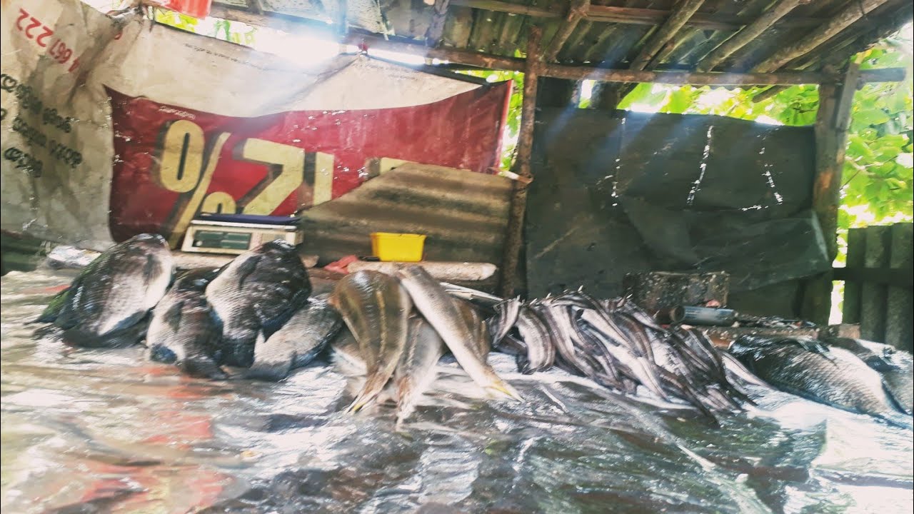 Amazing!!! Korali fish sri Lanka.village fish cutting market🇱🇰 කොරලි ...