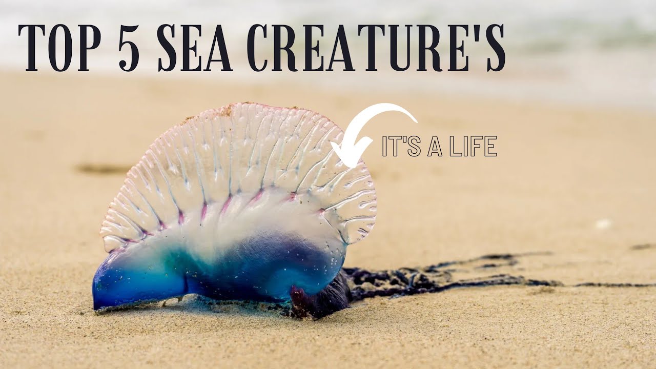 TOP 5 AMAZING SEA CREATURES||AMAZING LIVES OF OCEAN. - YouTube