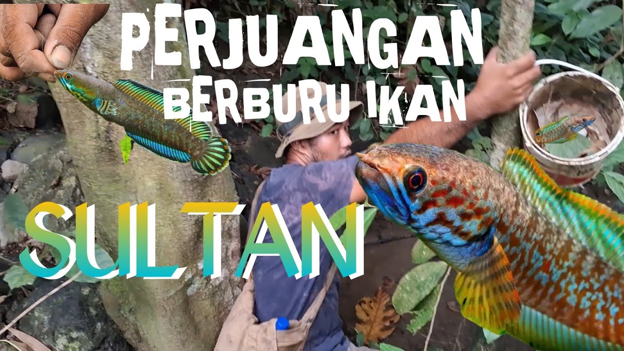 PETUALANGAN BERBURU IKAN SULTAN DI PELOSOK HUTAN CHANA LIMBATA FISHING ...