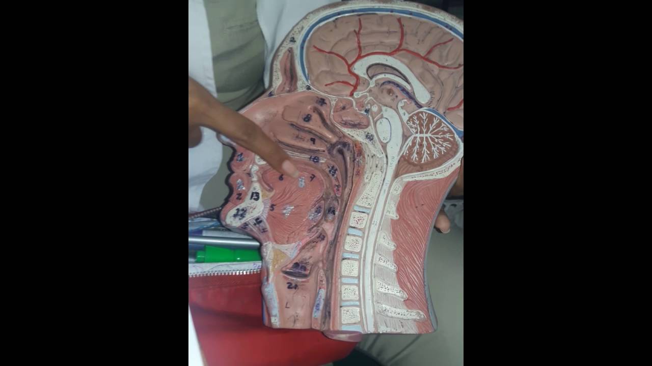 RAFE - ANATOMÍA CAVIDAD BUCAL - YouTube