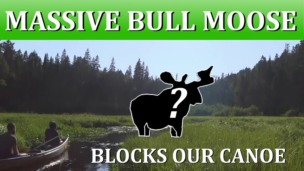 Massive Bull Moose Blocks Our Path! - YouTube