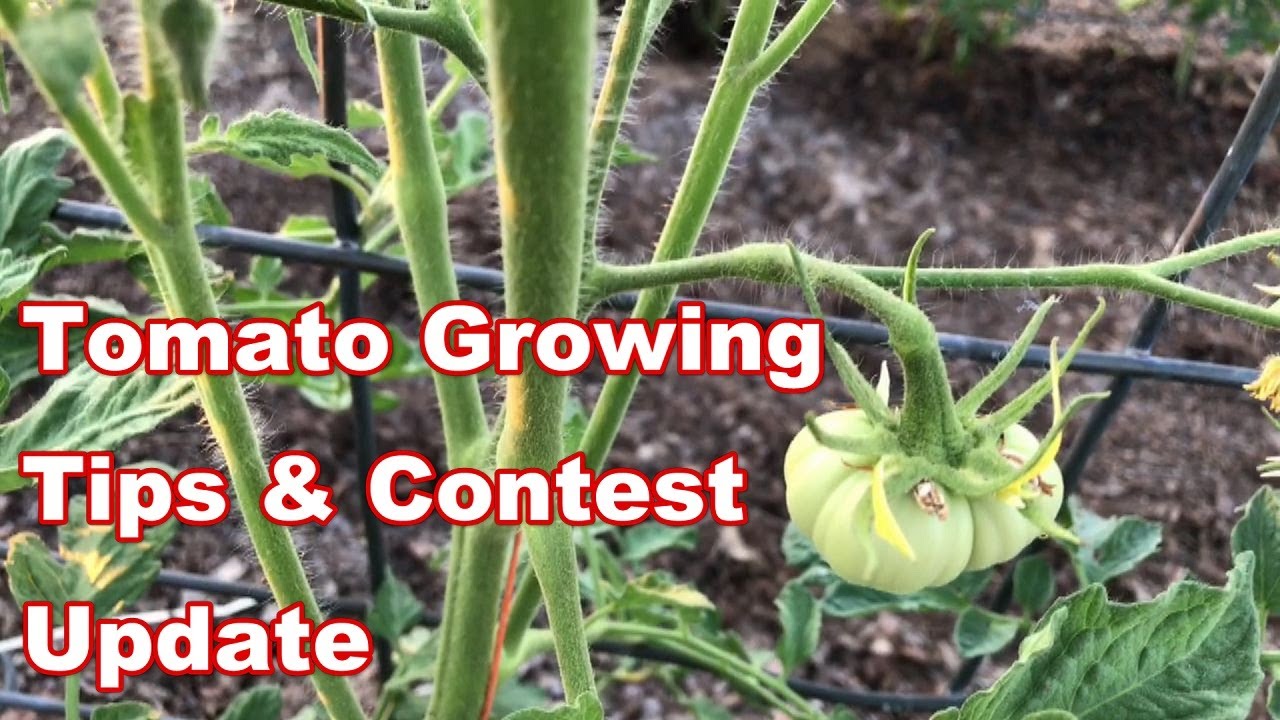 Tomato Growing Tips & Contest Update #mrsgreenthumbtomatochallenge ...