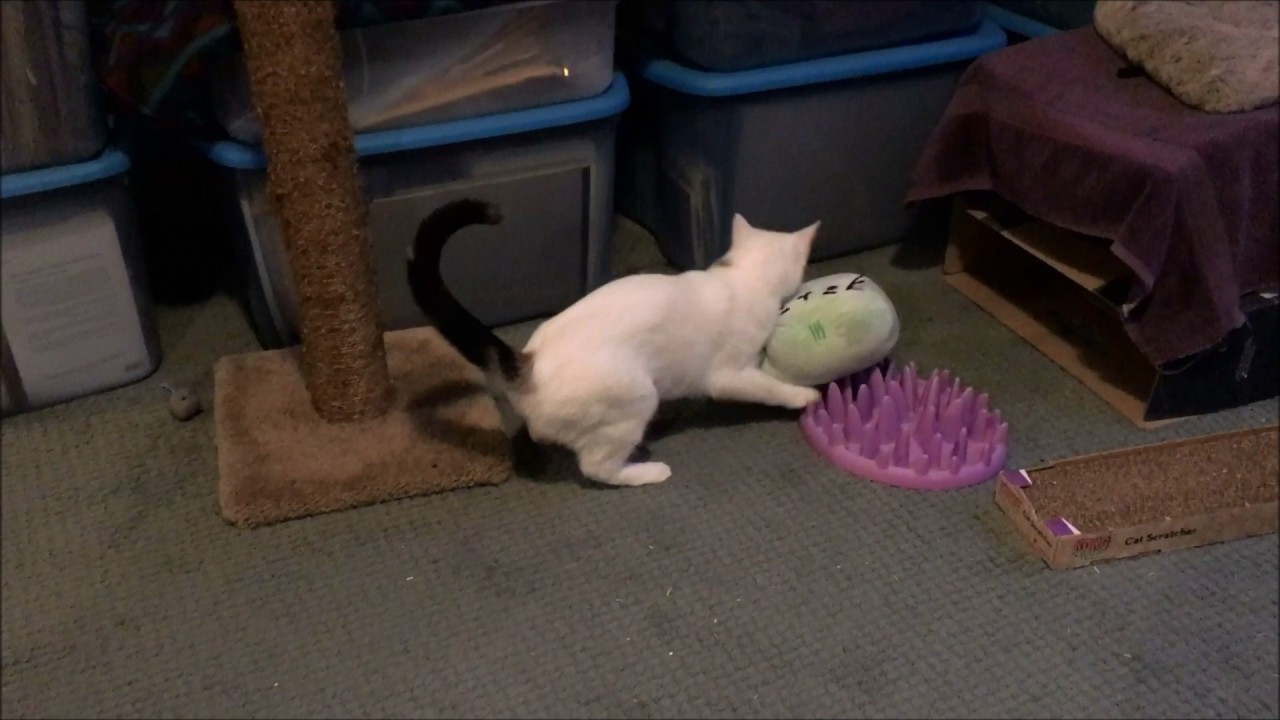 Lily vs Pusheenosaurus Rex - YouTube