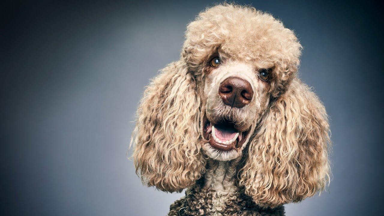 PUDEL - O MINUNE DE CATEL - YouTube