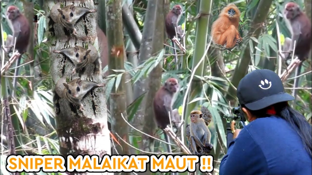 SADIS‼️SATU TEMBAKAN SATU POIN SAAT KERA DAN MONYET MERAH BERKELIARAN ...