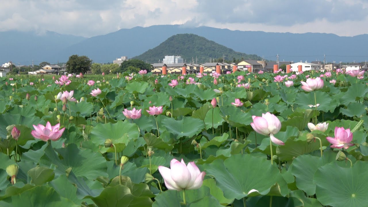 【4K】藤原宮跡の蓮の花 Lotus flowers at the Fujiwara Palace Ruins (Nara, Japan ...