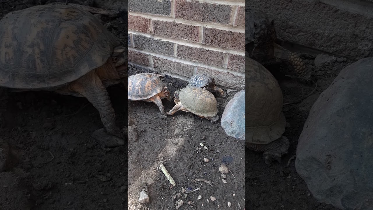 Male eastern box turtles fighting for dominance - YouTube
