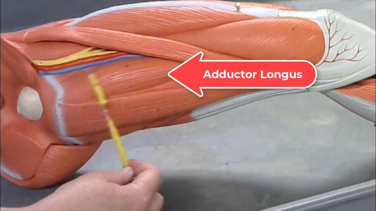 Short Quick Review of the Muscles of the Leg Model Anatomy and ...