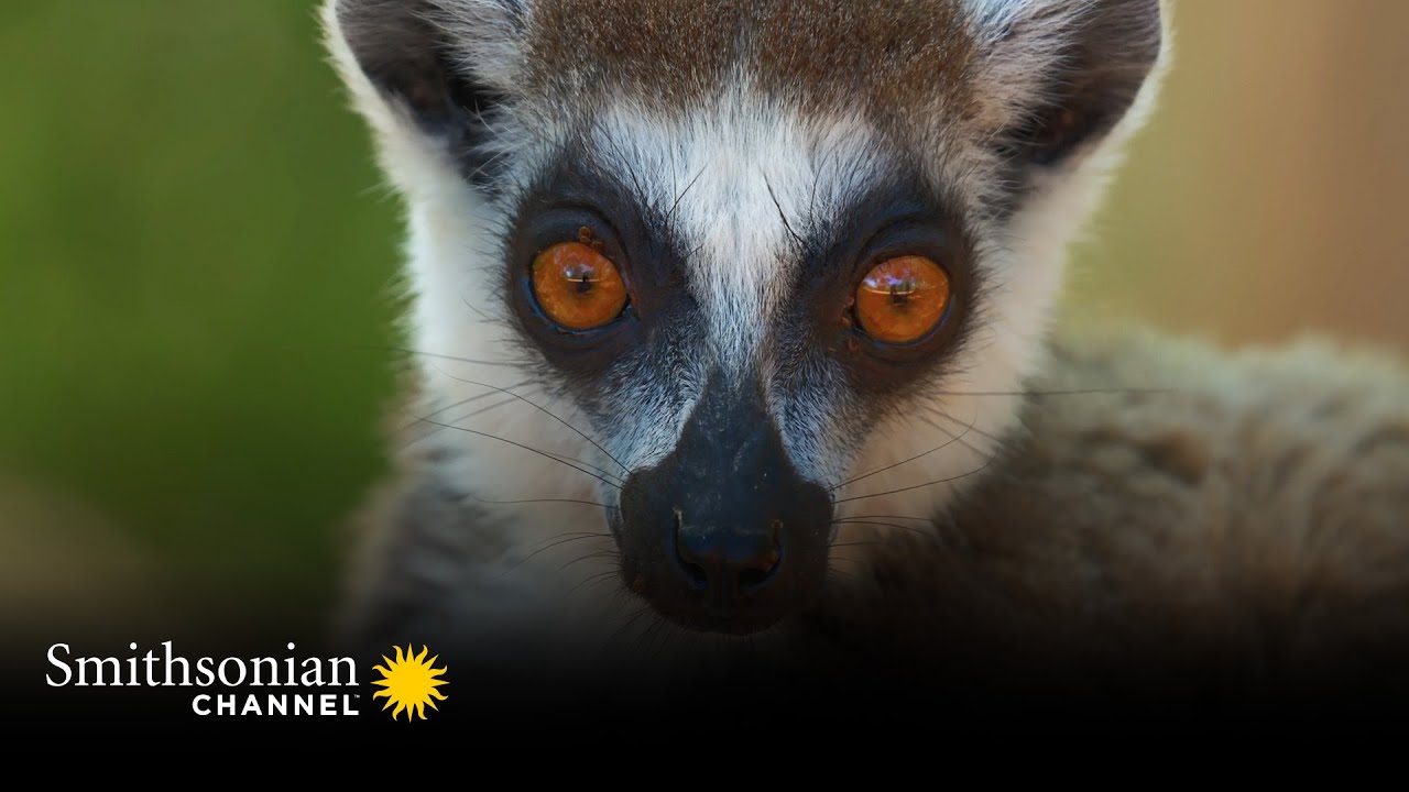 This Lemur Queen isn’t About to Let her Rivals Go Unpunished 👑 Gangs of ...