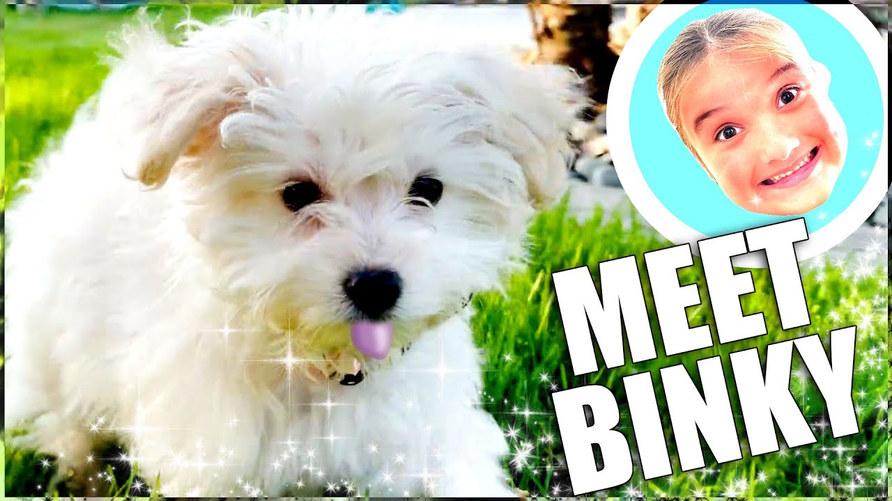 Meet Binky the Puppy! Newest member of our family! - YouTube