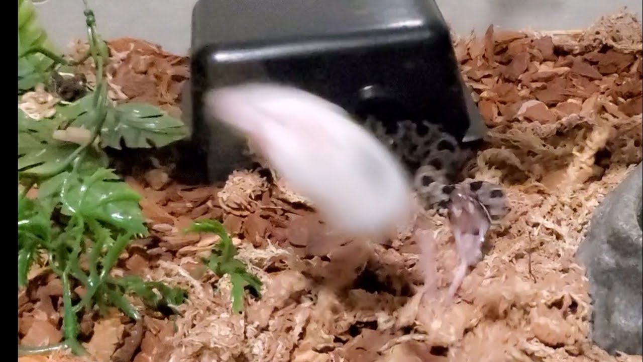 *LIVE FEEDING* Young Pygmy rattlesnake eats mouse - YouTube