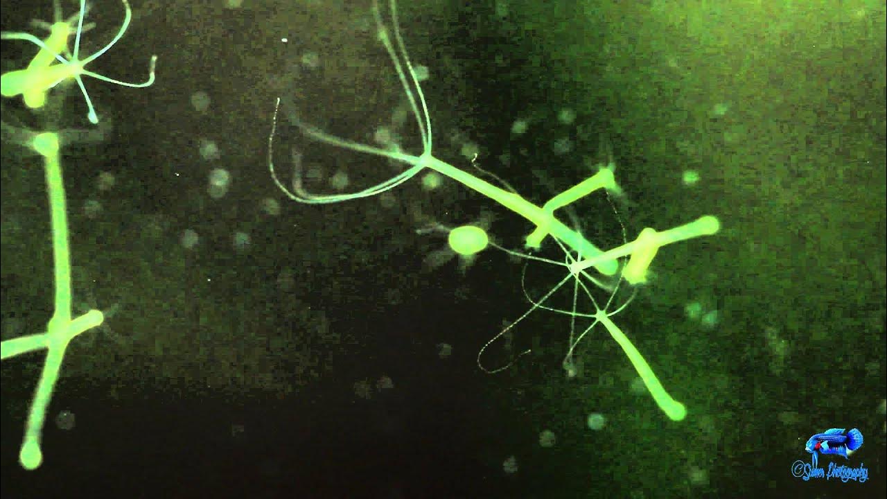Hydra: Feeding and Eradication - YouTube