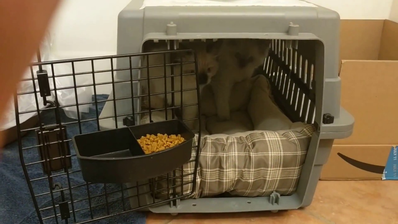 Opening the cage for the first time - YouTube